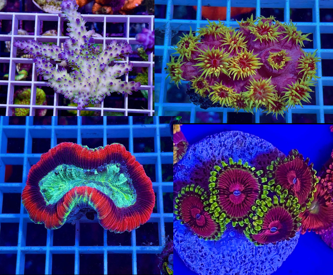 Koraly.sk Morská akvaristika