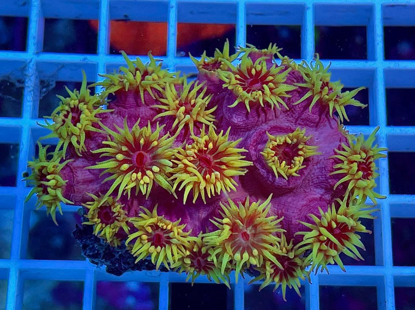 Koraly.sk Morská akvaristika